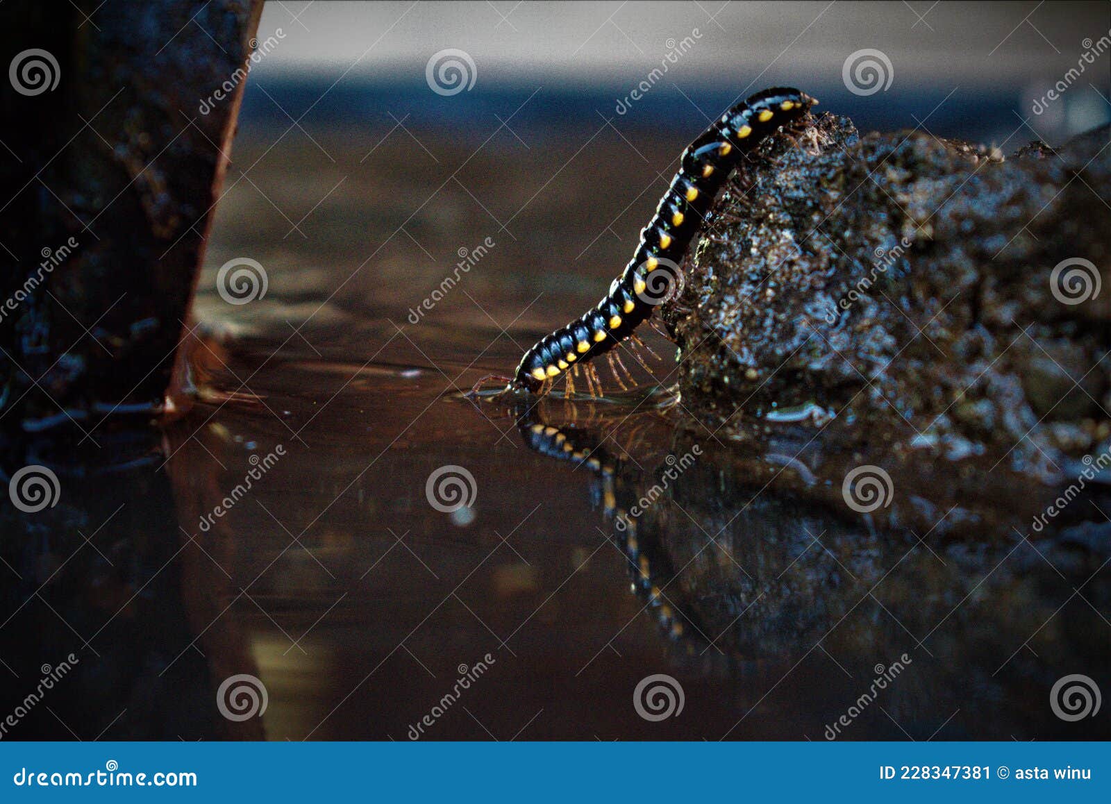 Millipede is Posing, with a Shadow on the Water Stock Image - Image of ...