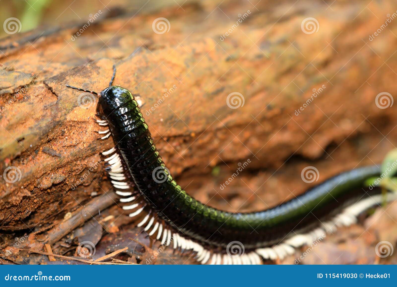 Millipede in the Sinharaja Rainforest of Sri Lanka Stock Photo - Image ...