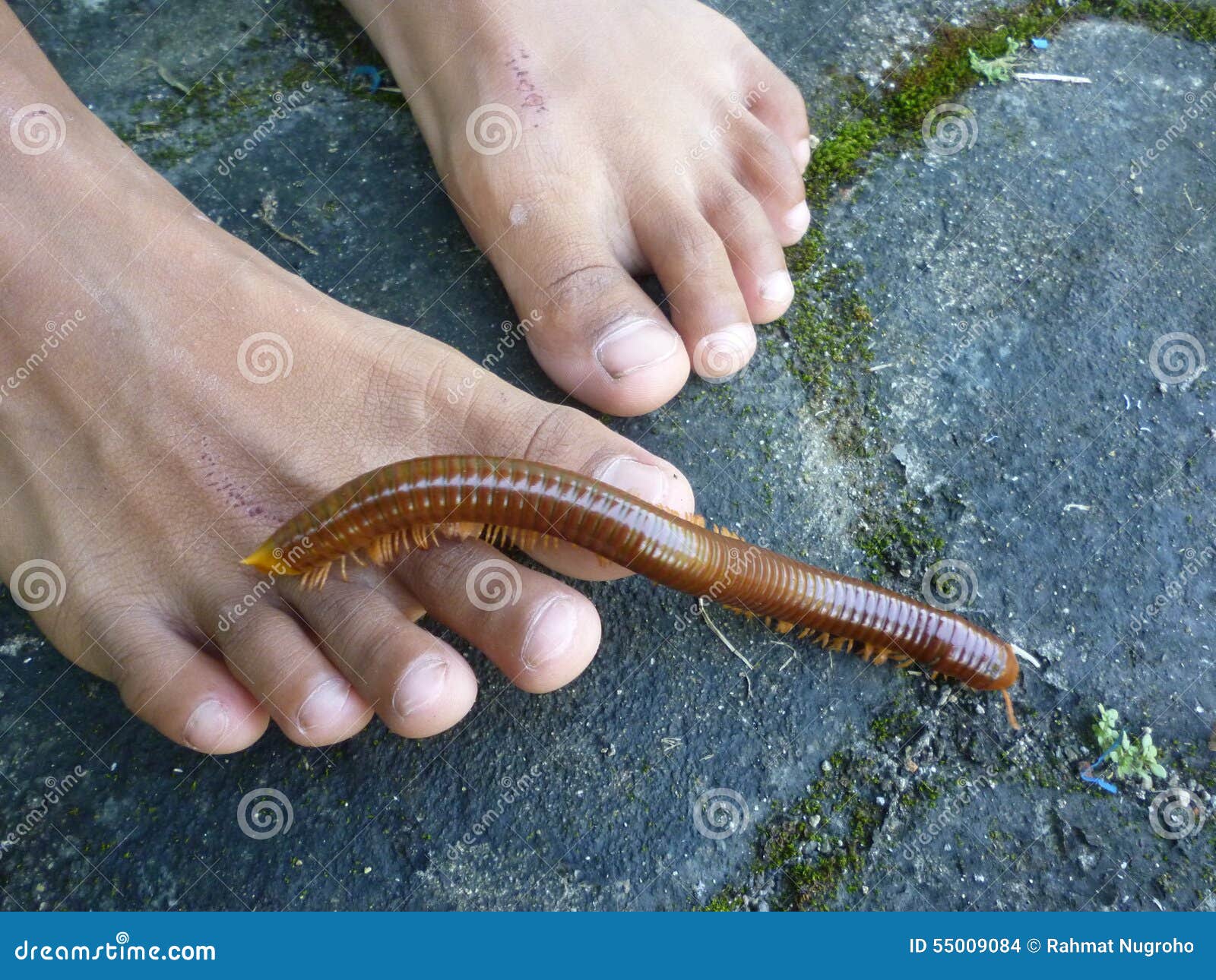 Millipede stock photo. Image of spiral, foot, shell, round - 55009084