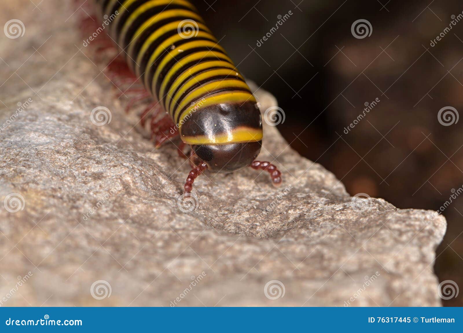 Millipede stock image. Image of detail, breeding, insect - 76317445