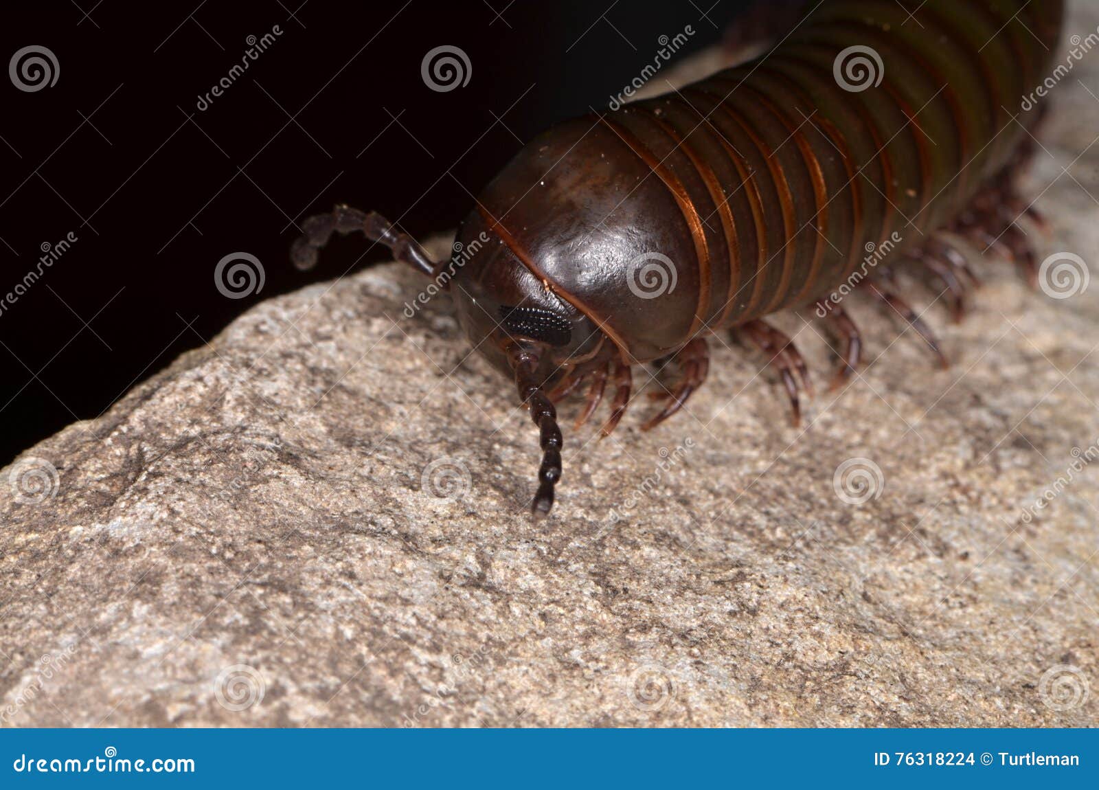 Millipede stock photo. Image of insect, colorful, creature - 76318224