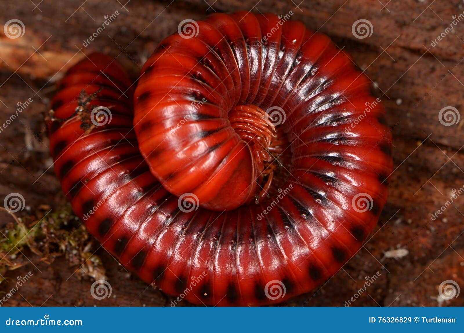 Millipede stock image. Image of close, ecology, detail - 76326829