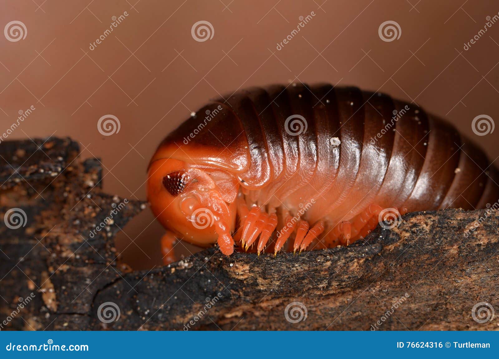 Millipede stock photo. Image of nature, brown, black - 76624316