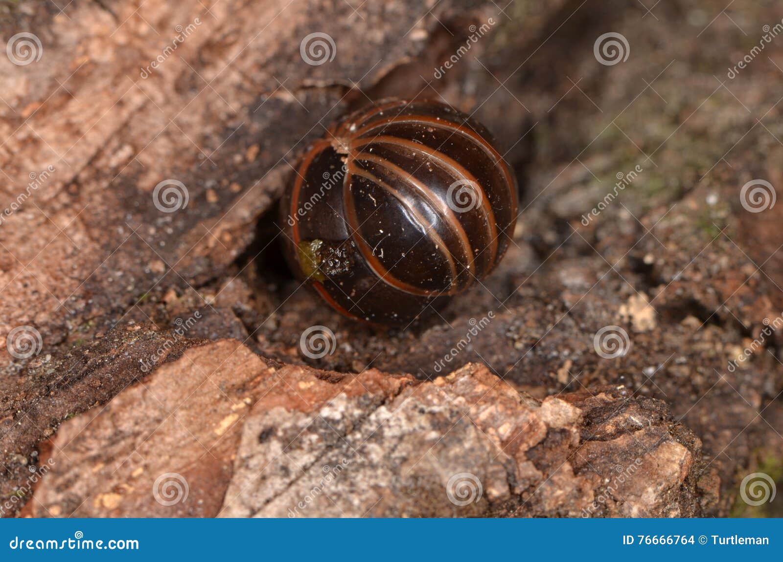 Millipede stock photo. Image of nature, millipede, colorful - 76666764