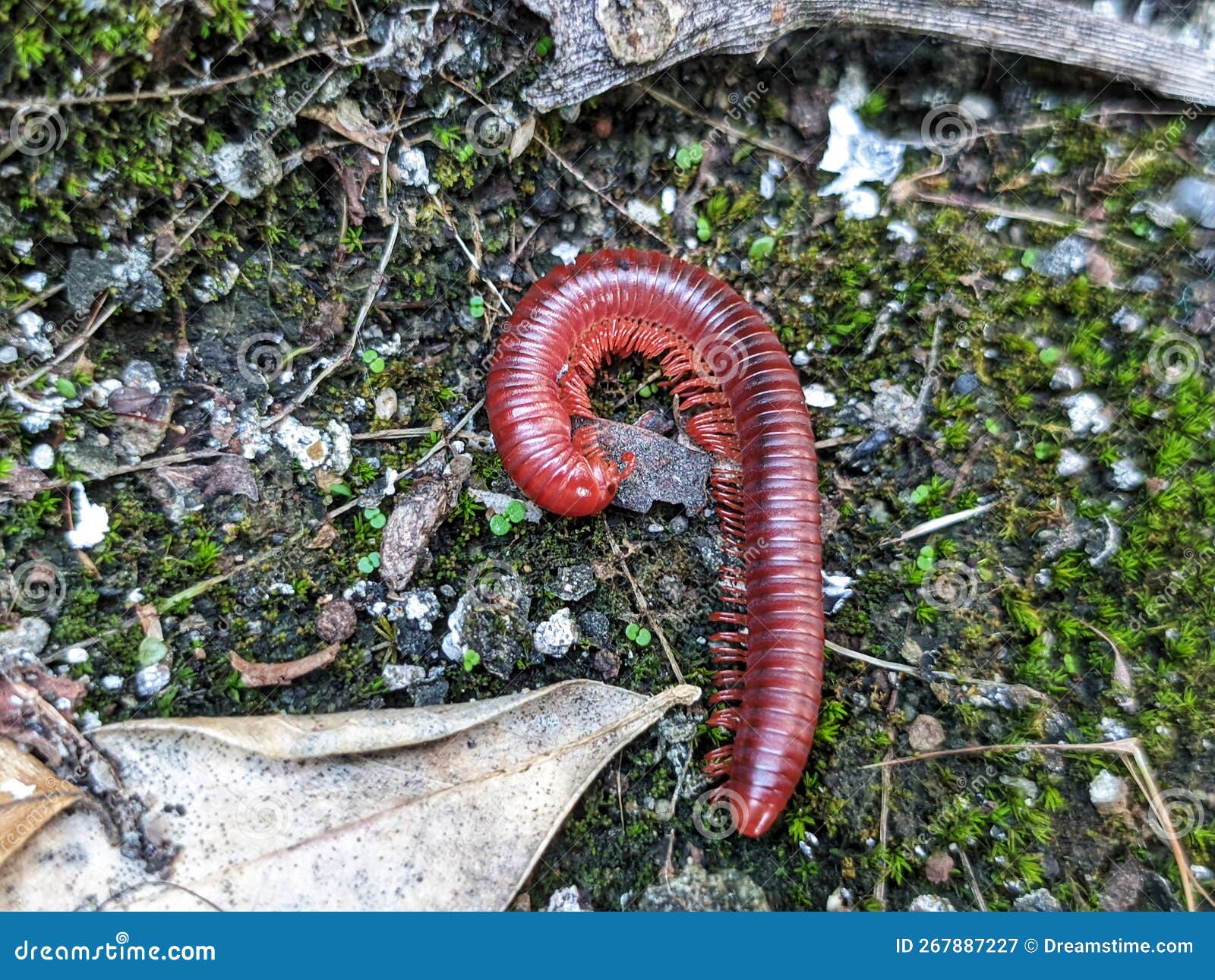 A Millipede Snake that Crosses Like Cold Stock Image - Image of like ...