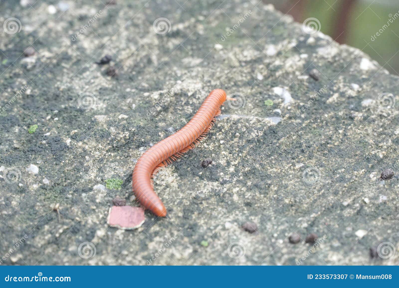 Millipede on stone texture stock image. Image of close - 233573307