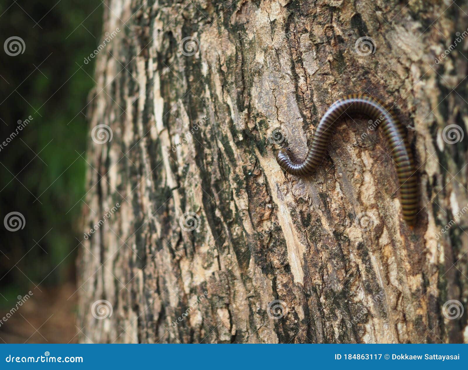 Millipede on a teak tree stock image. Image of millipede - 184863117