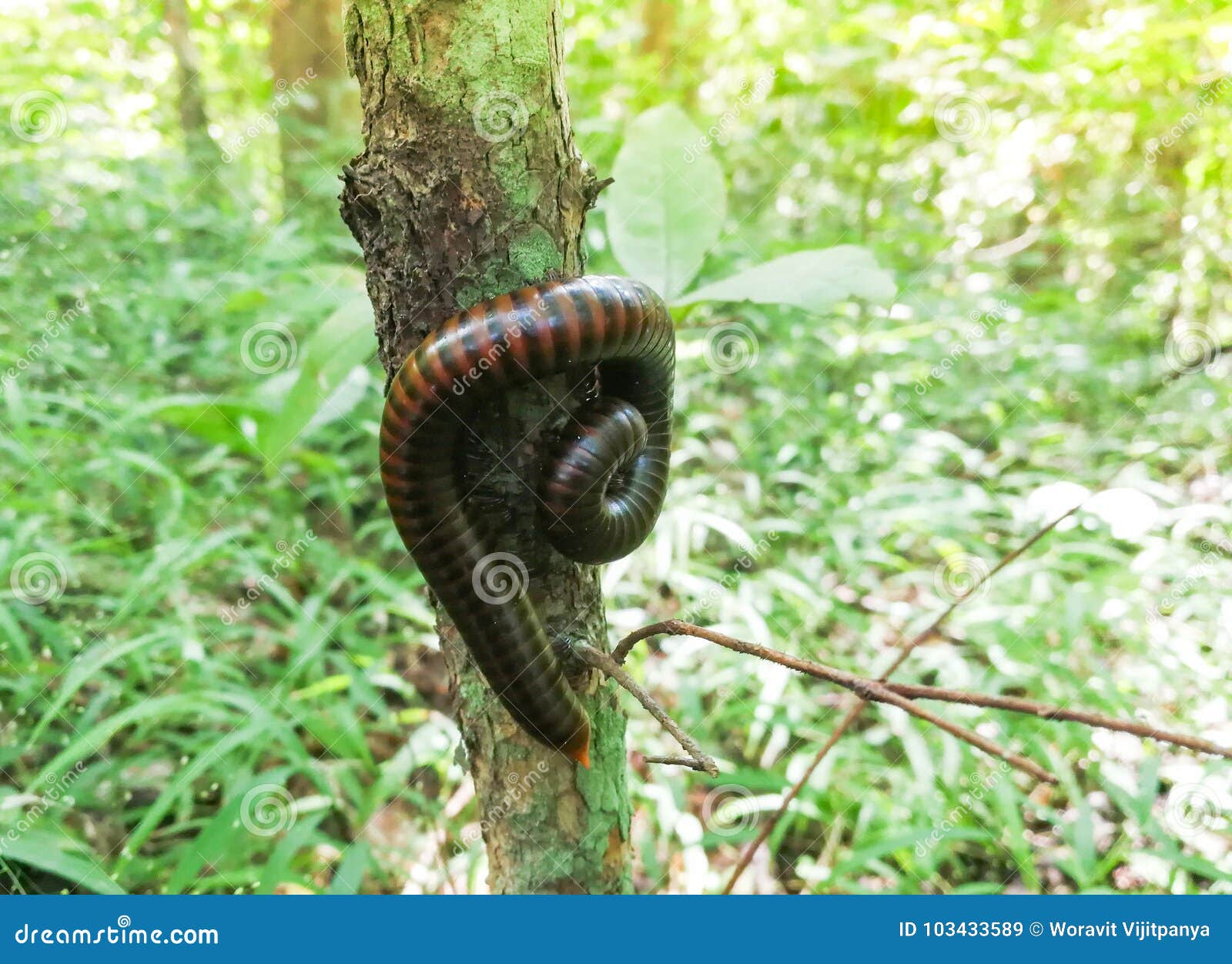 Millipede on the tree stock image. Image of segments - 103433589