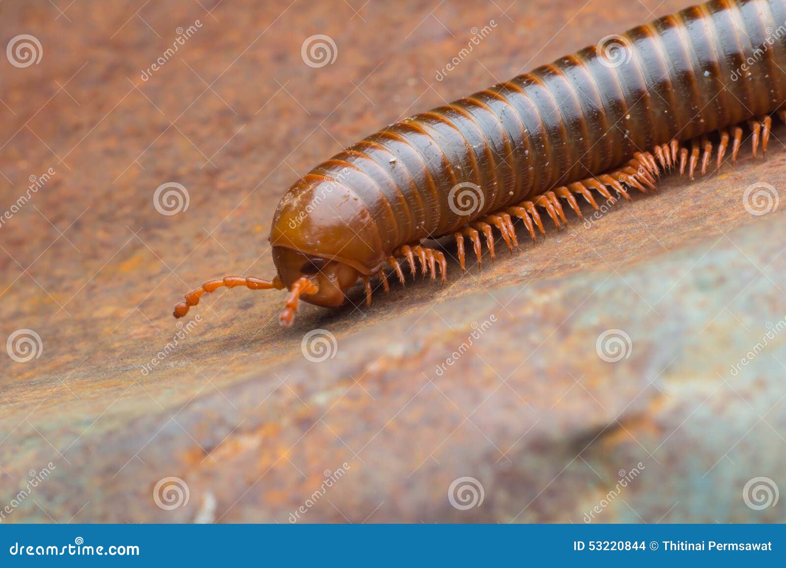 The millipede walking stock photo. Image of close, ecological - 53220844