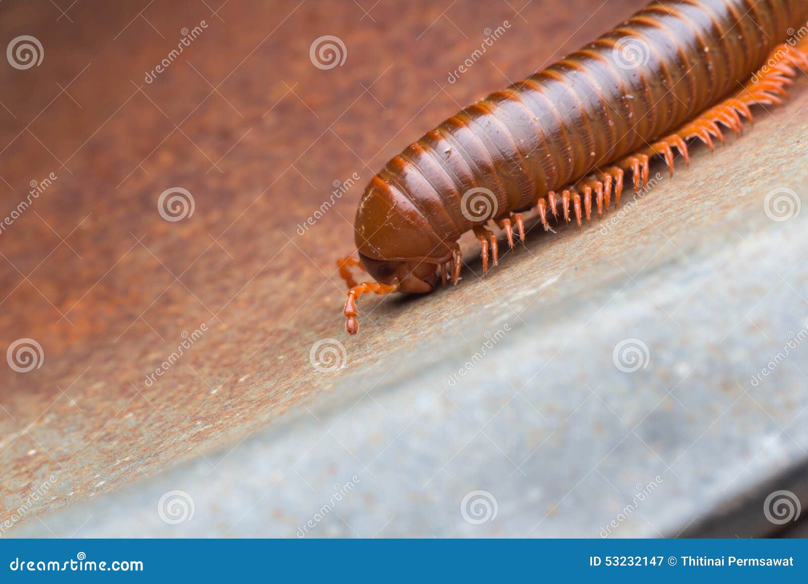 The millipede walking stock image. Image of circle, isolated - 53232147