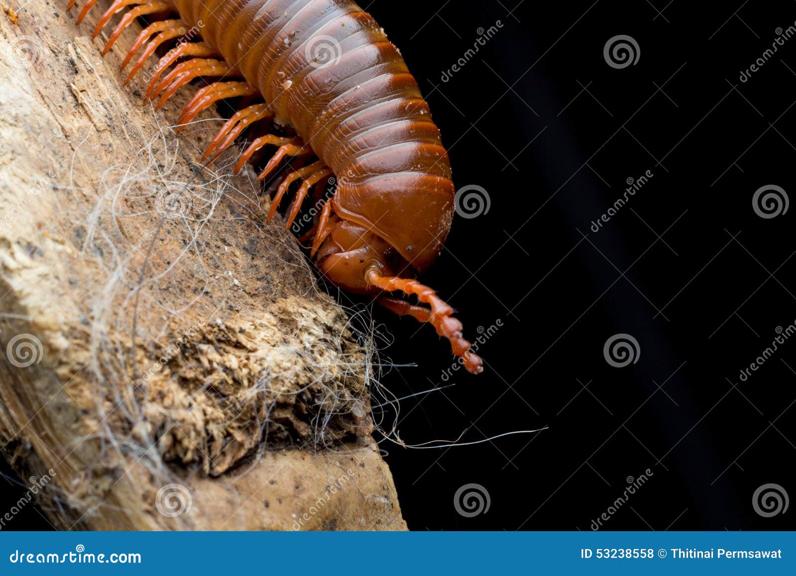 The millipede walking stock photo. Image of environment - 53238558