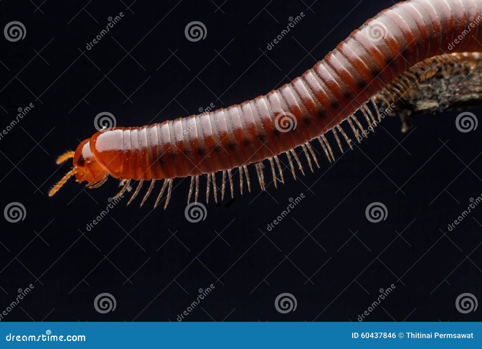 The millipede walking stock photo. Image of insect, black - 60437846