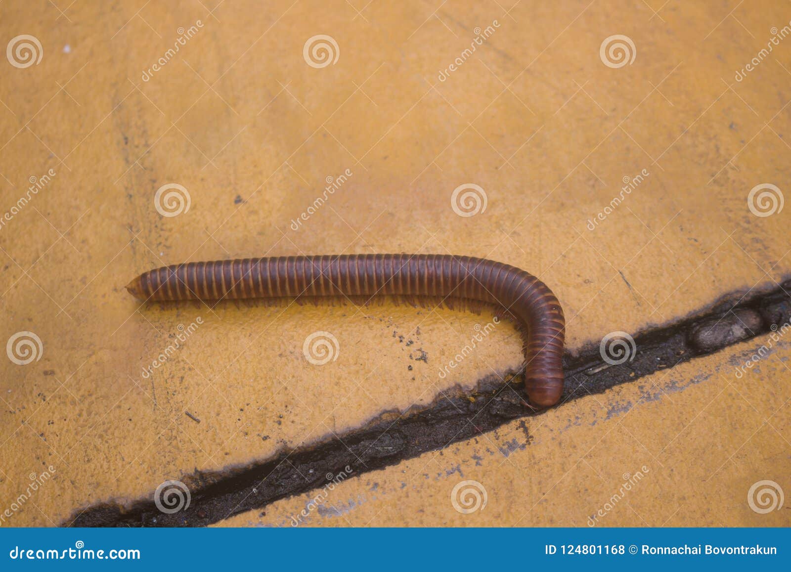 A Millipede Walking on Ground Close Up Stock Photo - Image of slow ...