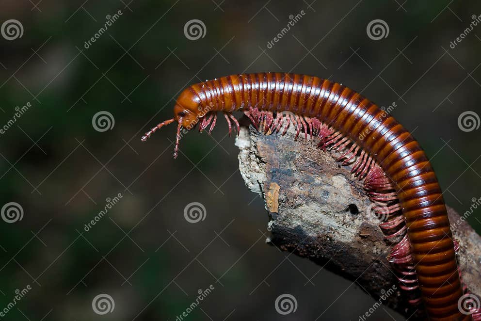 The millipede stock image. Image of background, people - 81962325