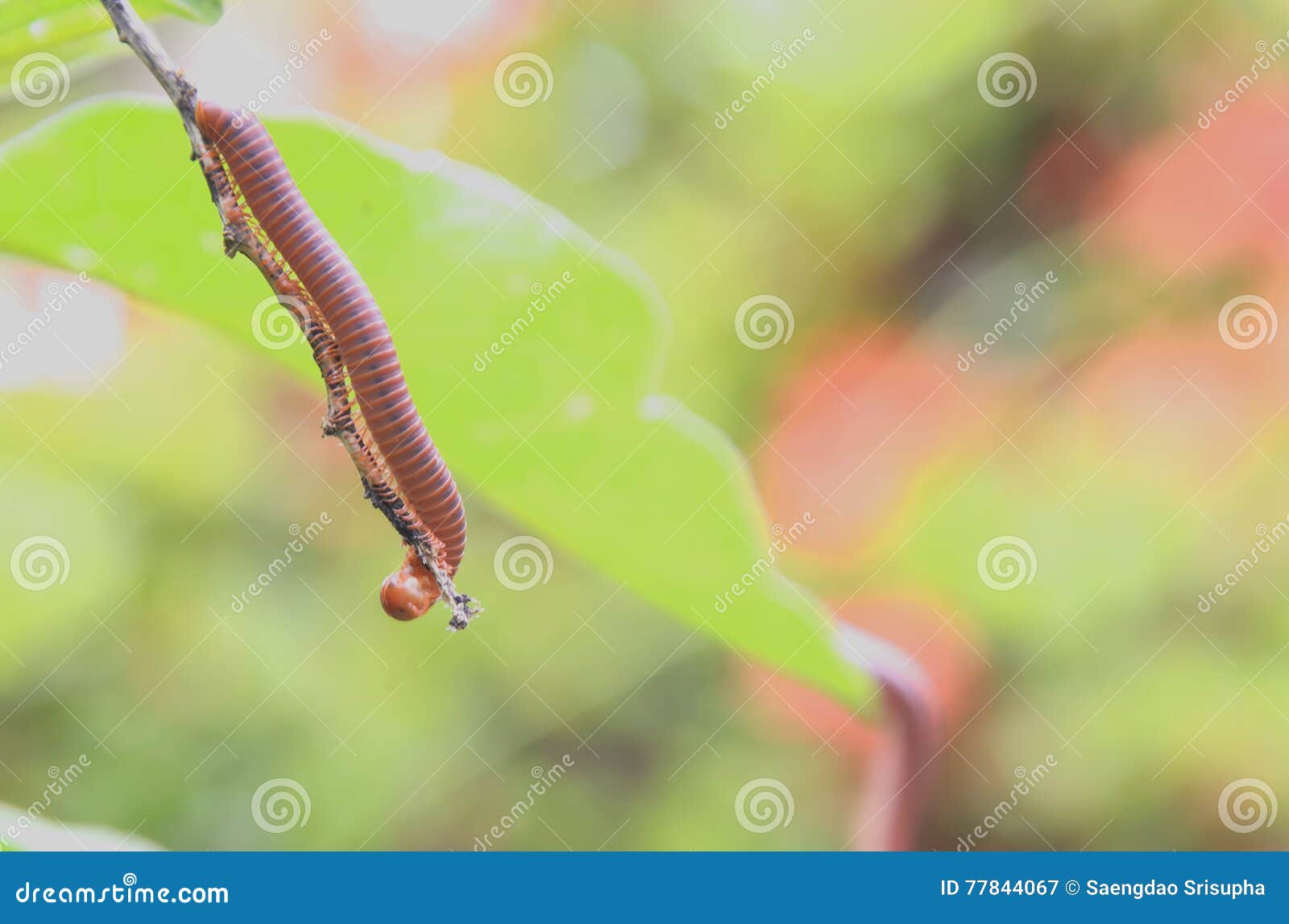 Millipede stock image. Image of close, nature, ecological - 77844067