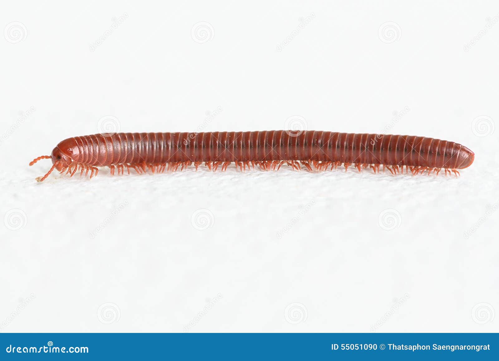 Millipede Walking on White Background Stock Photo - Image of ...