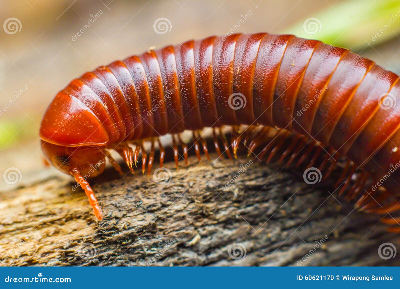 The millipede walking stock photo. Image of isolated - 60621170