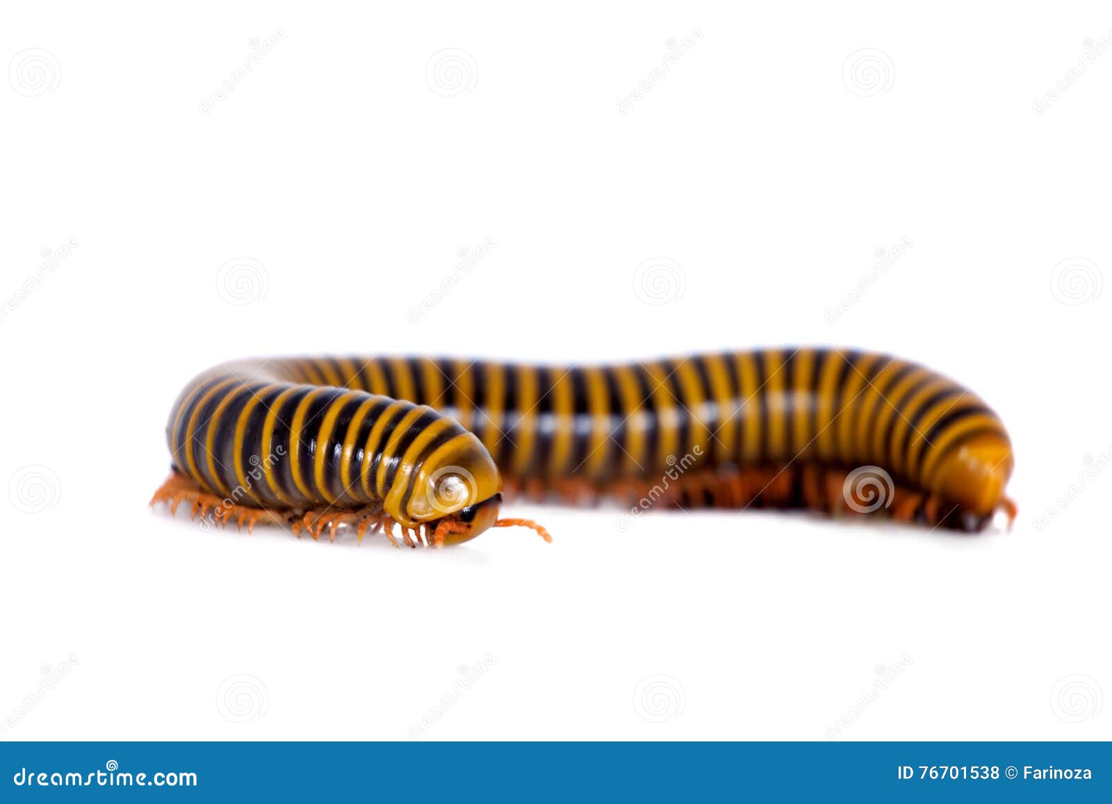 Millipede White Stock Images - 1,177 Photos