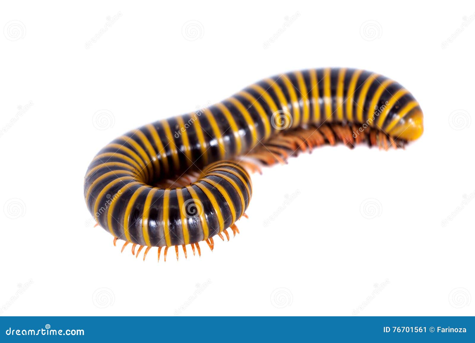 Millipede on white stock image. Image of isolated, arthropod - 76701561