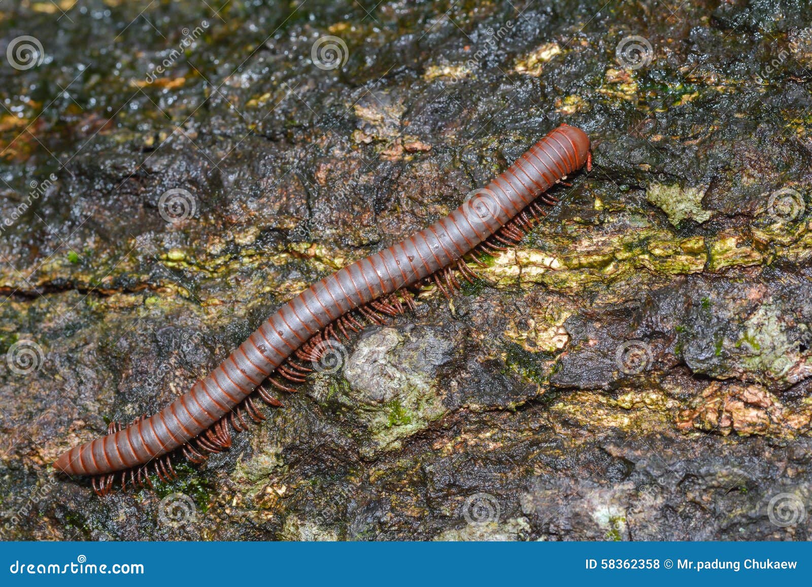 Rainforest Millipede Madagascar Wildlife And Wilderness Royalty-Free ...
