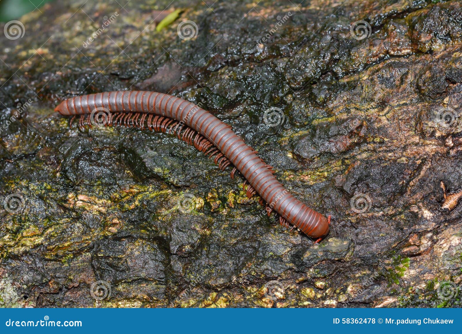 Rainforest Millipede Madagascar Wildlife And Wilderness Royalty-Free ...