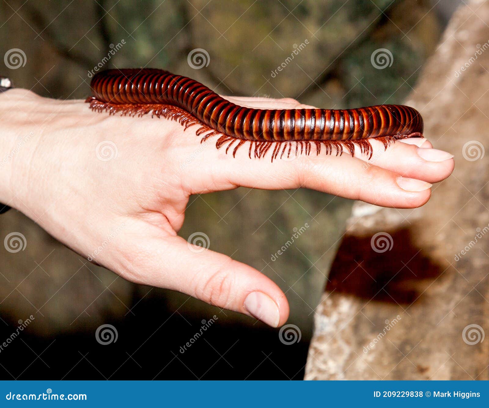 Millipede worm stock photo. Image of shot, black, species - 209229838