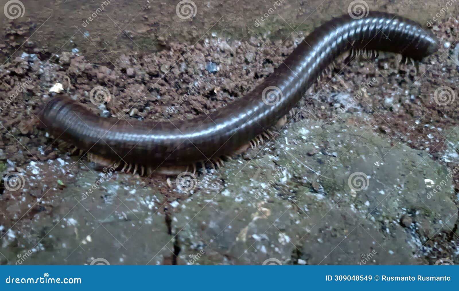 Centipede stock image. Image of brown, natural, worm - 309048549