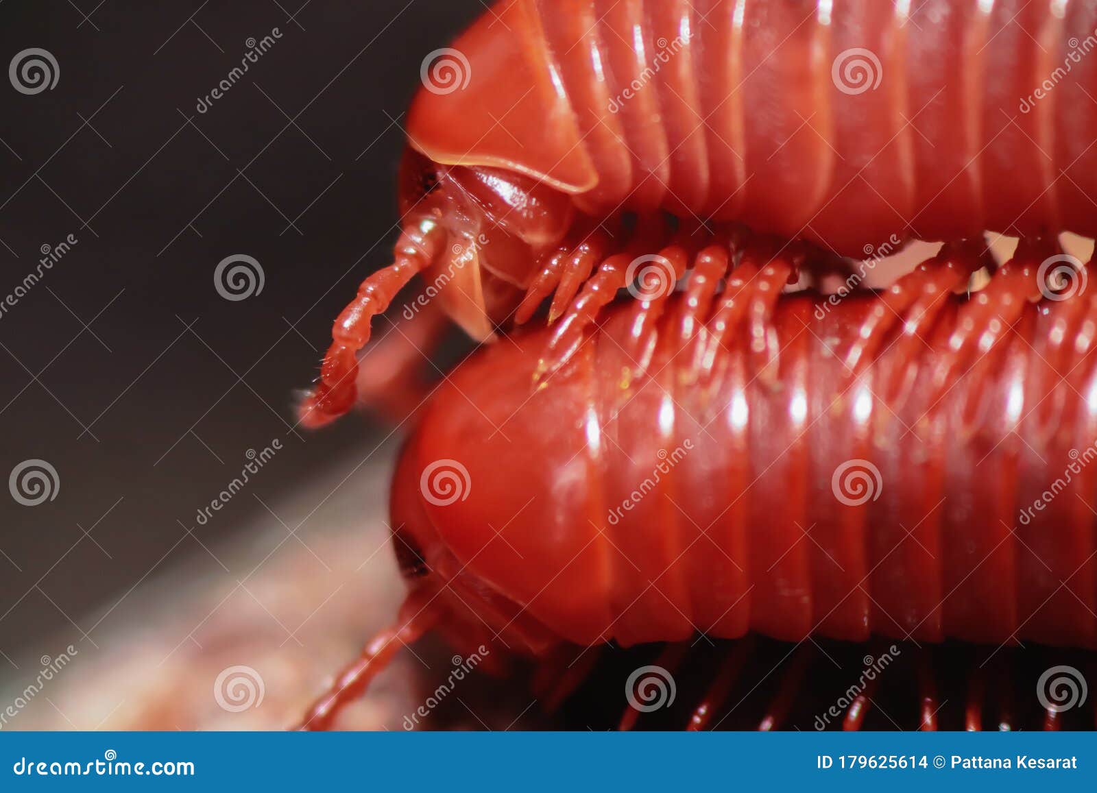 Millipedes are Breeding on the Ground Stock Photo - Image of close ...