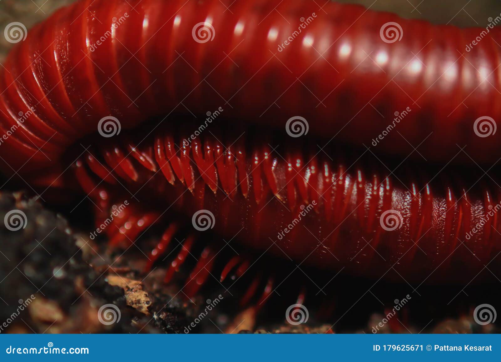 Millipedes are Breeding on the Ground Stock Image - Image of black ...