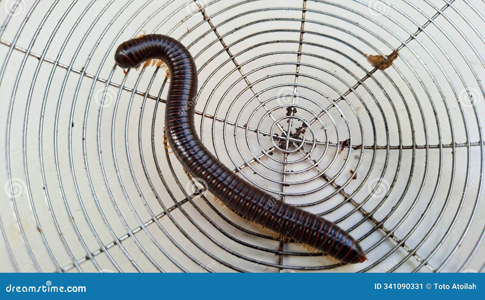 Millipedes or Centipedes are Crawling on a Wire that Resembles a Spider ...