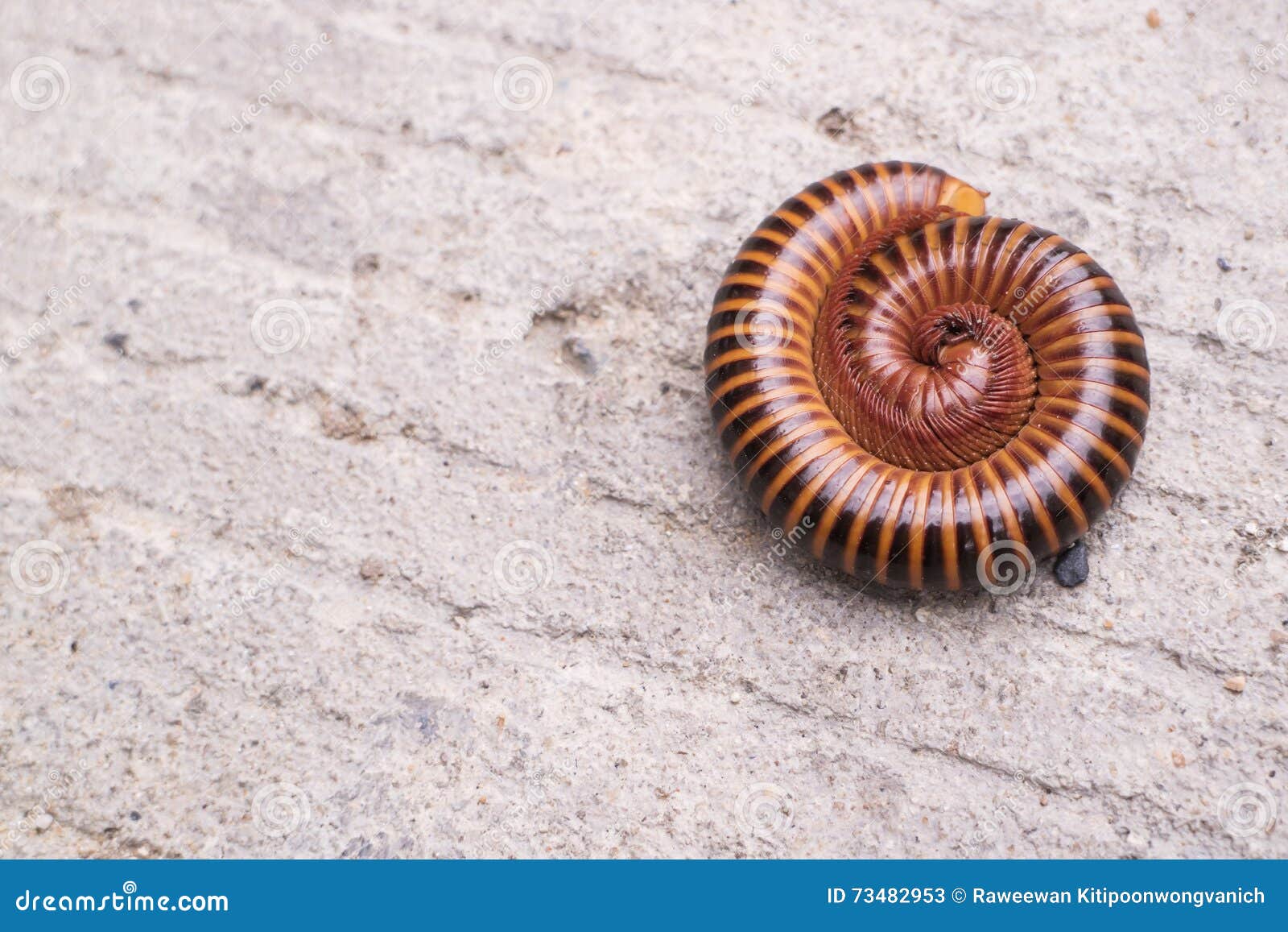 Millipede Top View Forest Photos - Free & Royalty-Free Stock Photos ...