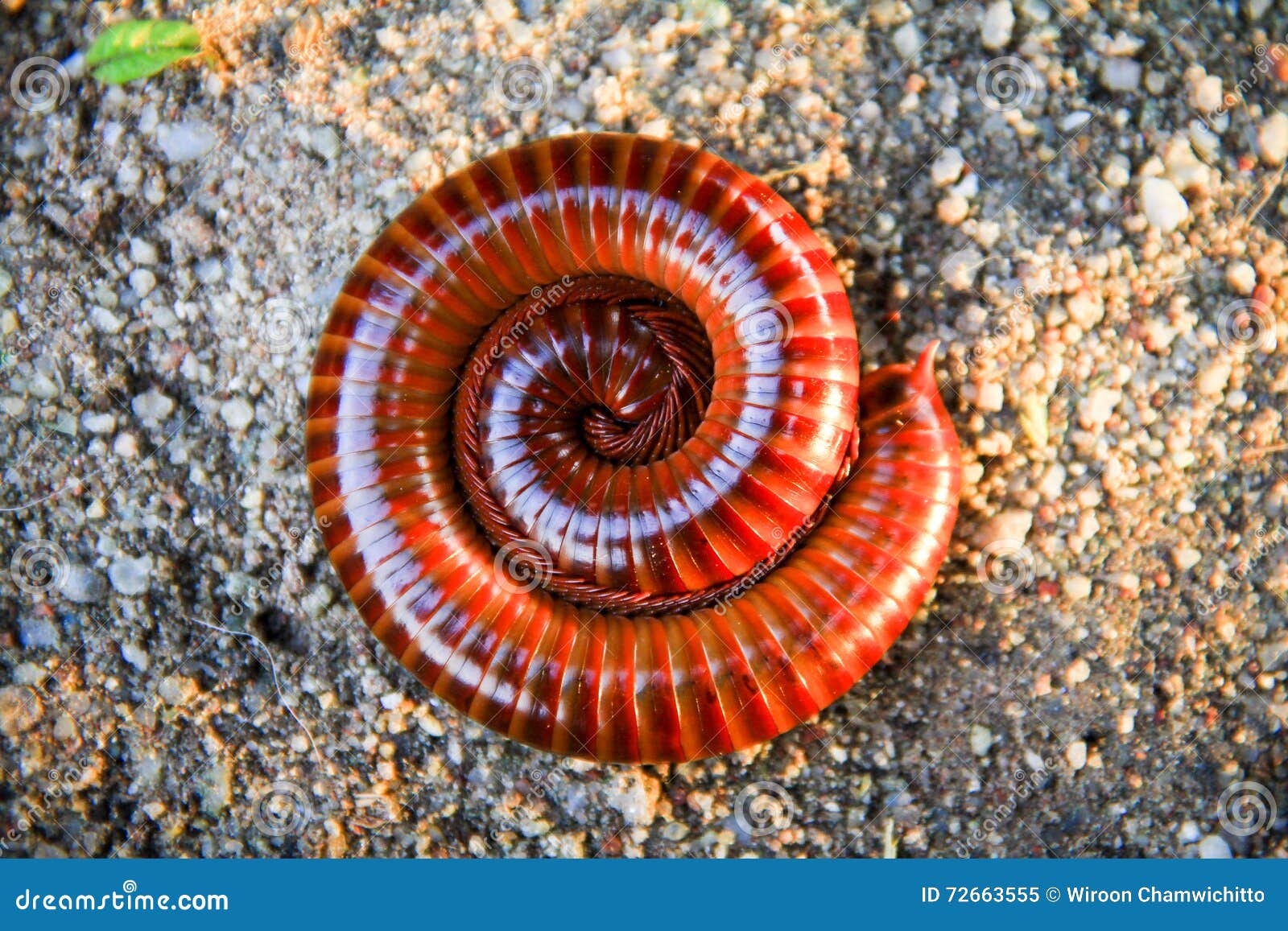 Millipedes Curl Up on the Sand Stock Image - Image of concrete, gray ...