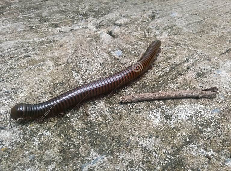 Millipedes stock image. Image of millipedes, nature, forest - 42752007