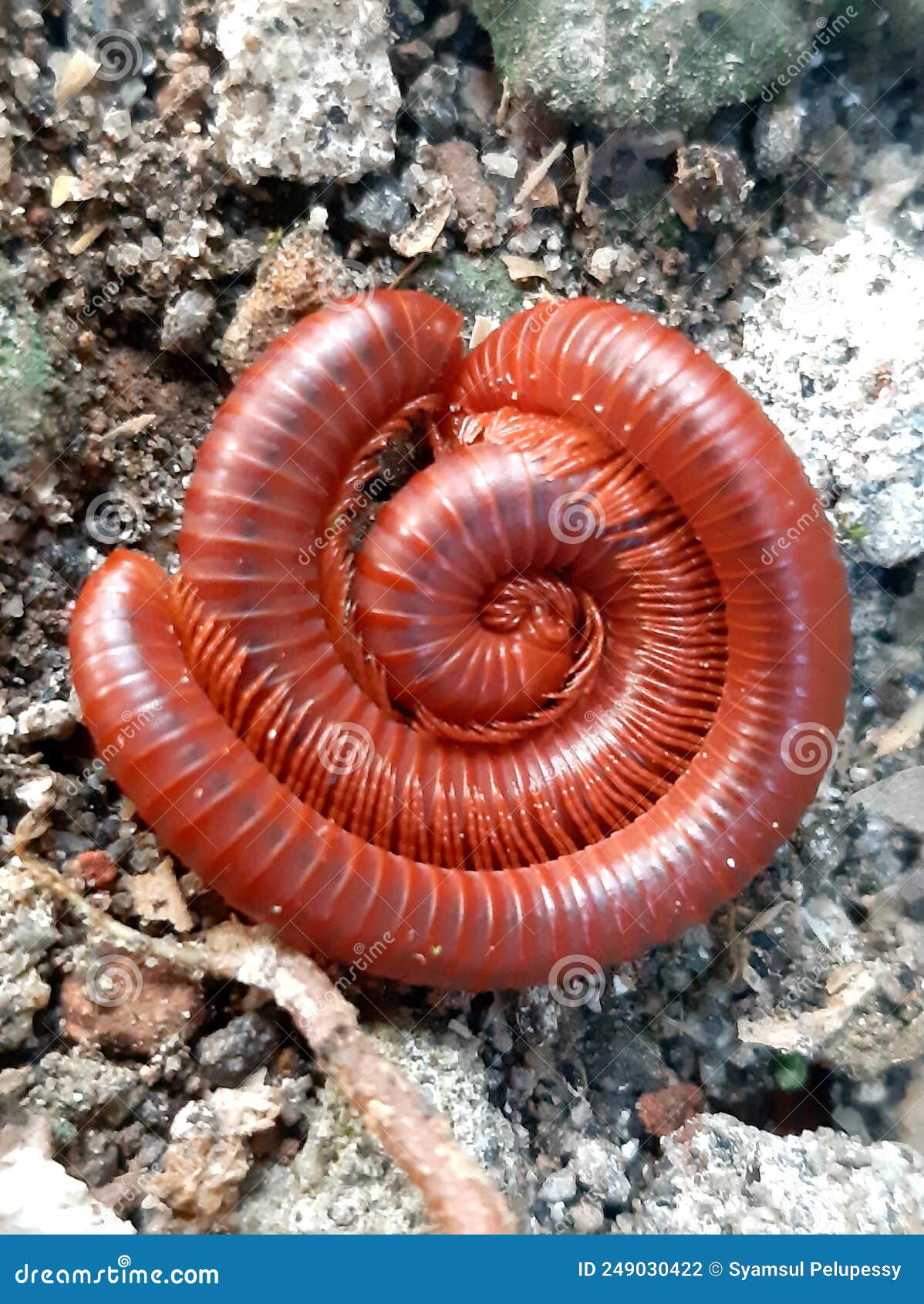 Millipedes are Insects. Called & X27;millipede& X27; because he Has ...