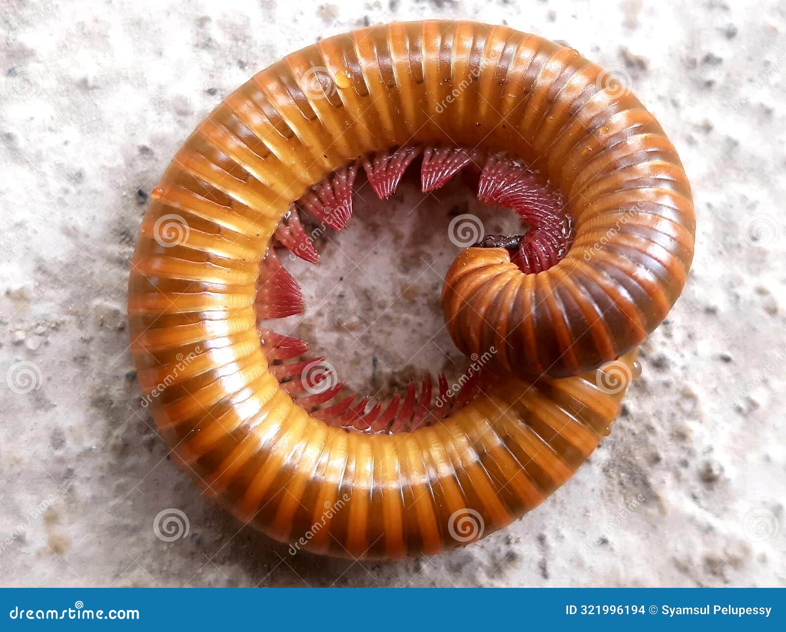 Millipedes or keluwing are spineless Animals that Have Two Pairs of ...