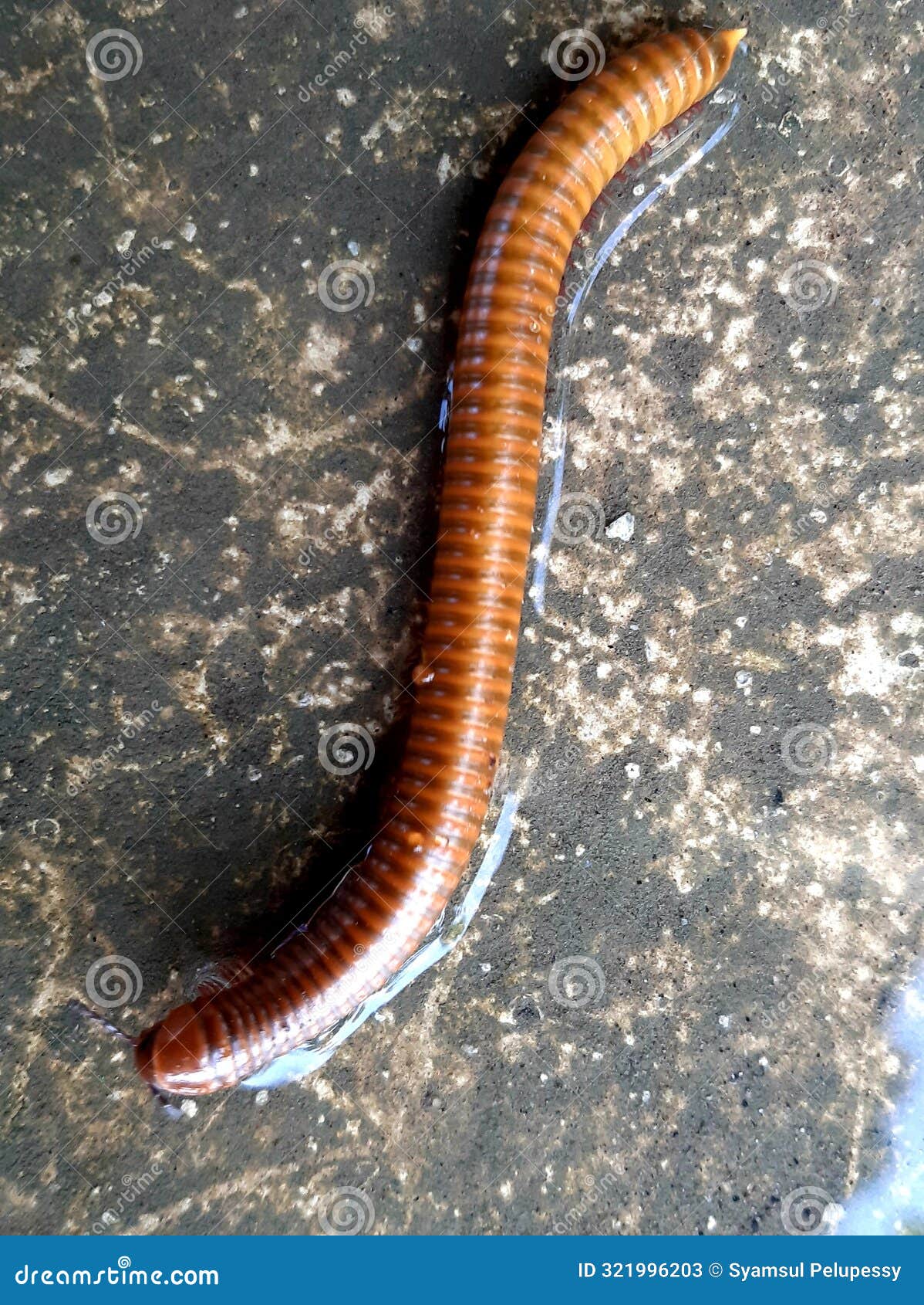 Millipedes or keluwing are spineless Animals that Have Two Pairs of ...