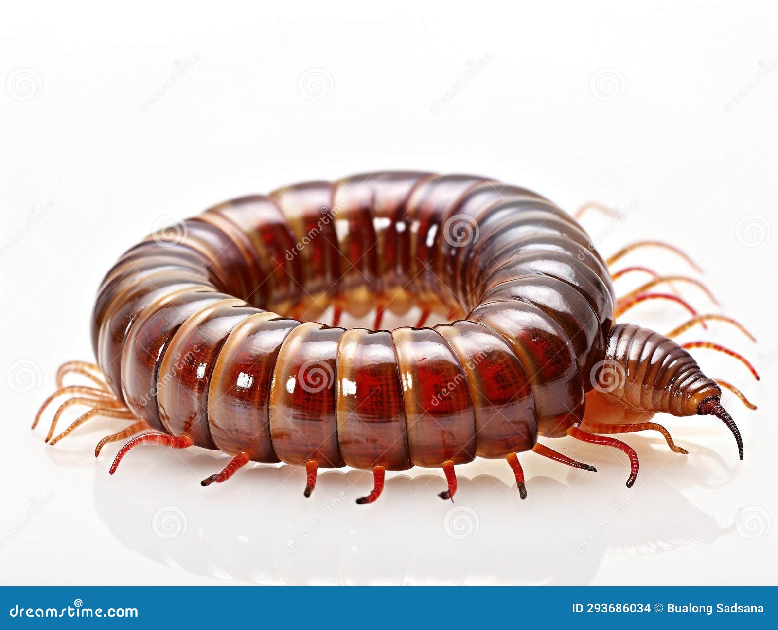 Ai Generated Illustration Wildlife Concept of Millipedes Stock ...