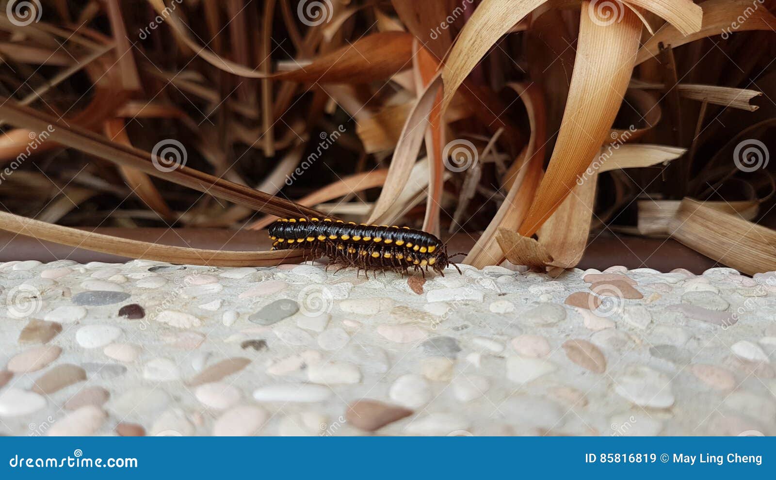 Millipedes Mating Stock Image | CartoonDealer.com #85816819