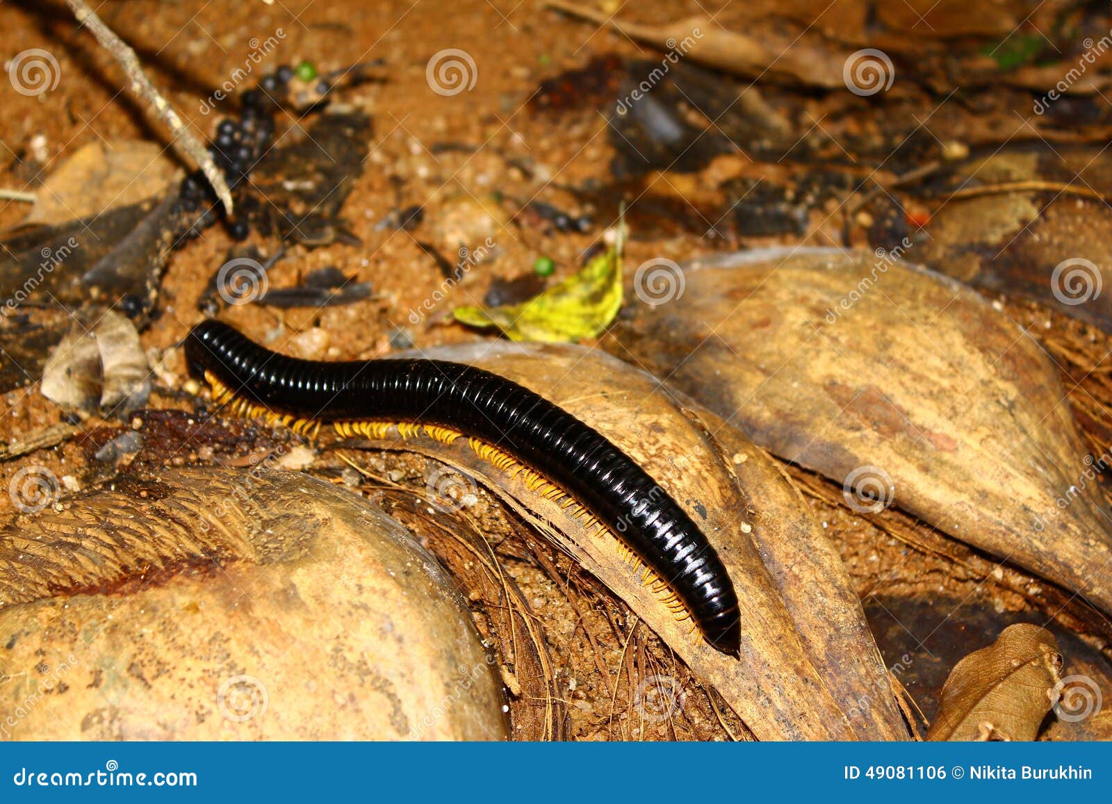 Millipedes Royalty-Free Stock Photo | CartoonDealer.com #42752007