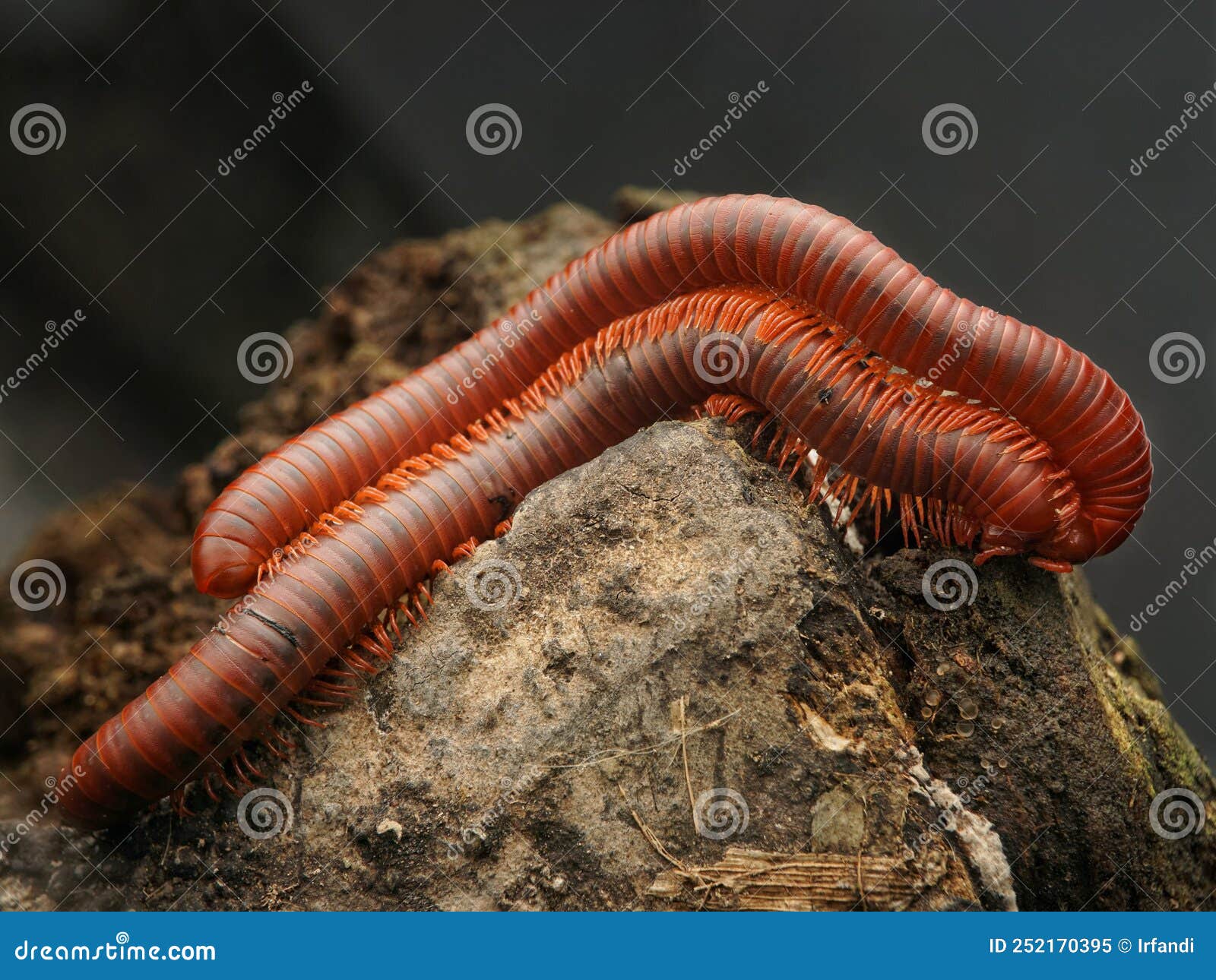 Millipedes on Rotting Logs. Stock Image - Image of insect, logsmacro ...