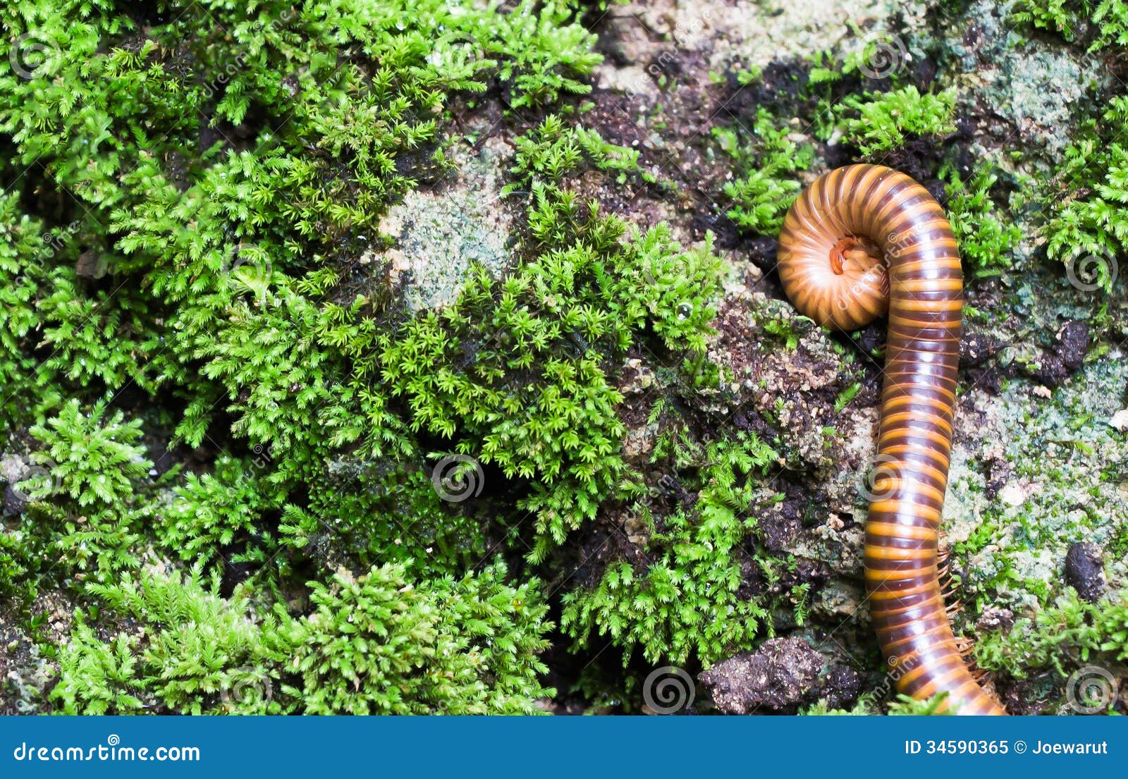 Millipedes stock image. Image of legs, night, wildlife - 34590365