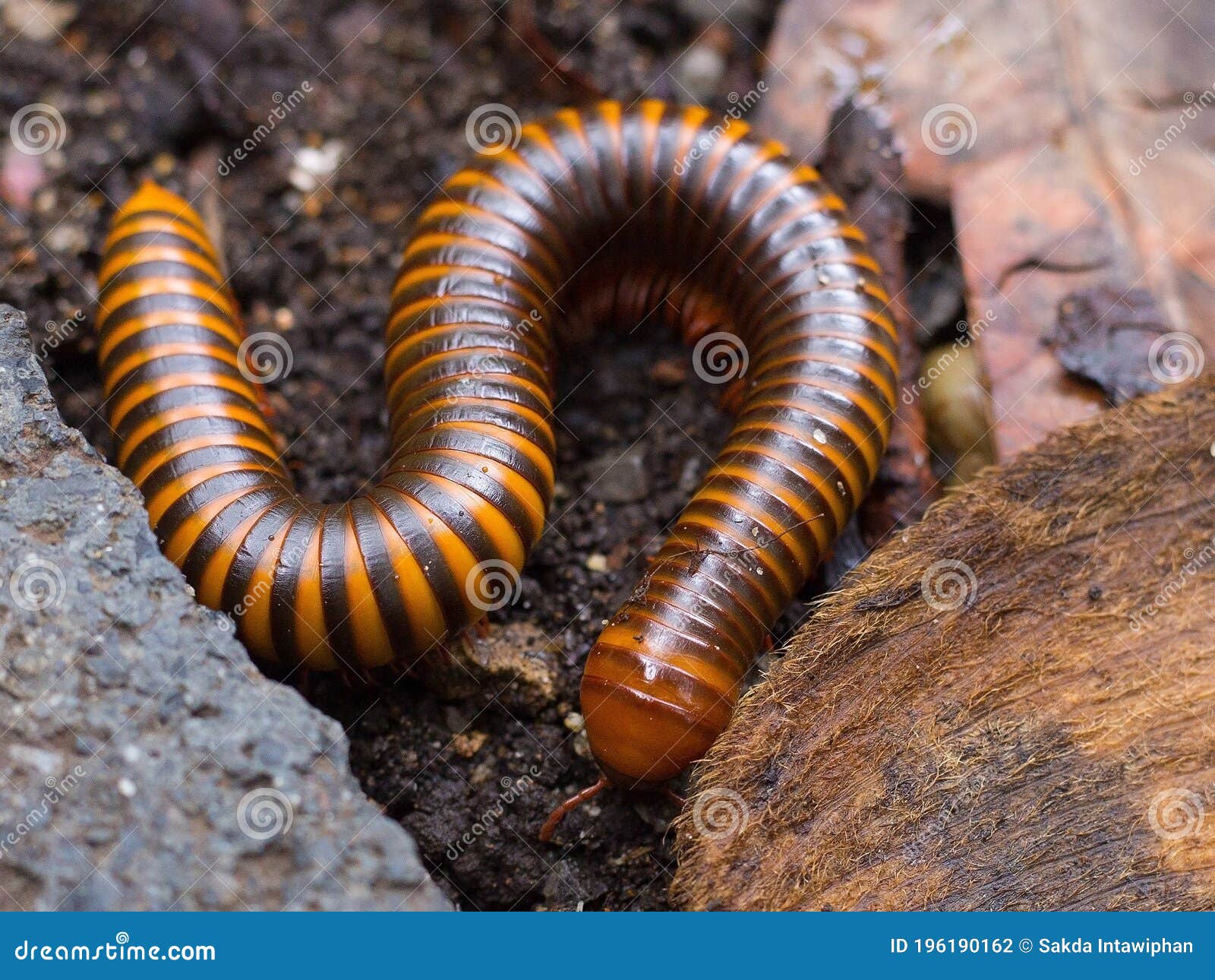 A Pair Of Millipedes Mating. Mating Of Red Millipedes, Bangkok ...