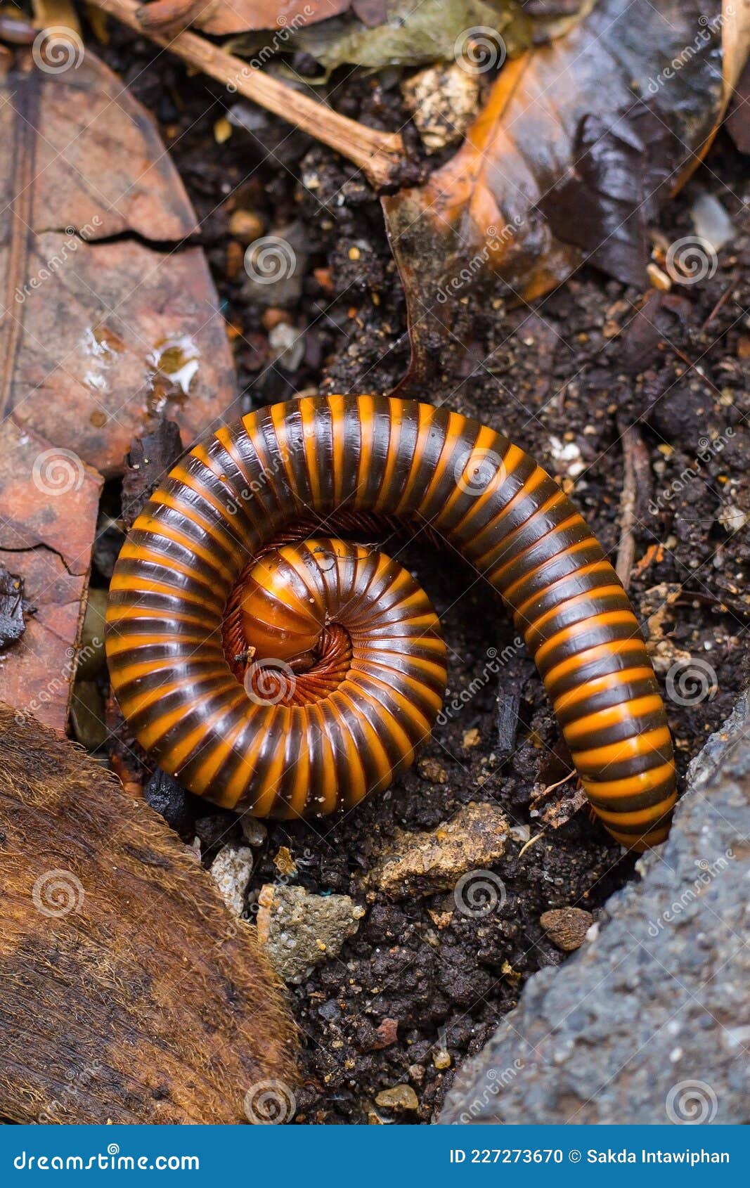 A Millipedes Walking for Food on the Ground Stock Photo - Image of legs ...