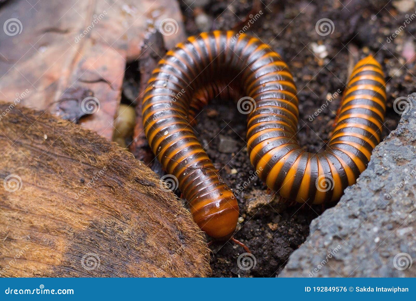 A Pair Of Millipedes Mating. Mating Of Red Millipedes, Bangkok ...