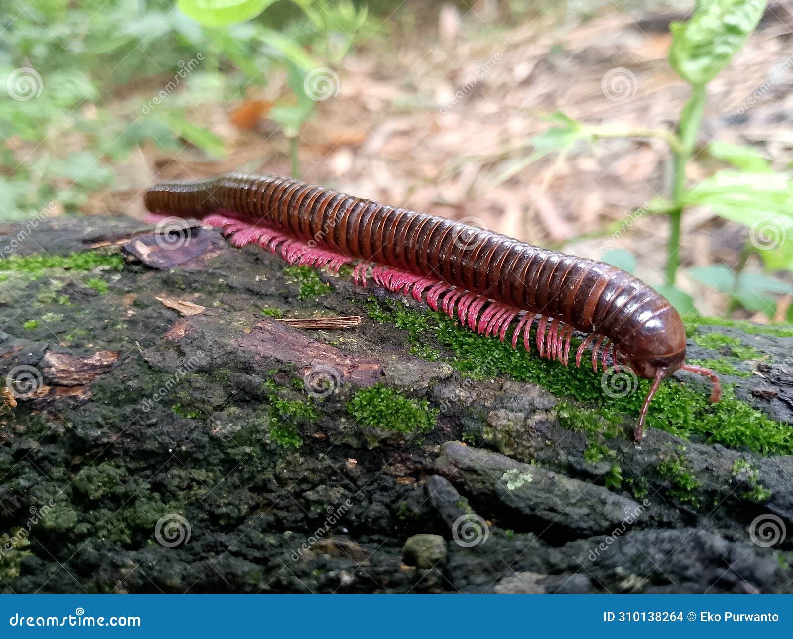 Millipedes Are Unique And Terrifying Animals Royalty-Free Stock Image ...