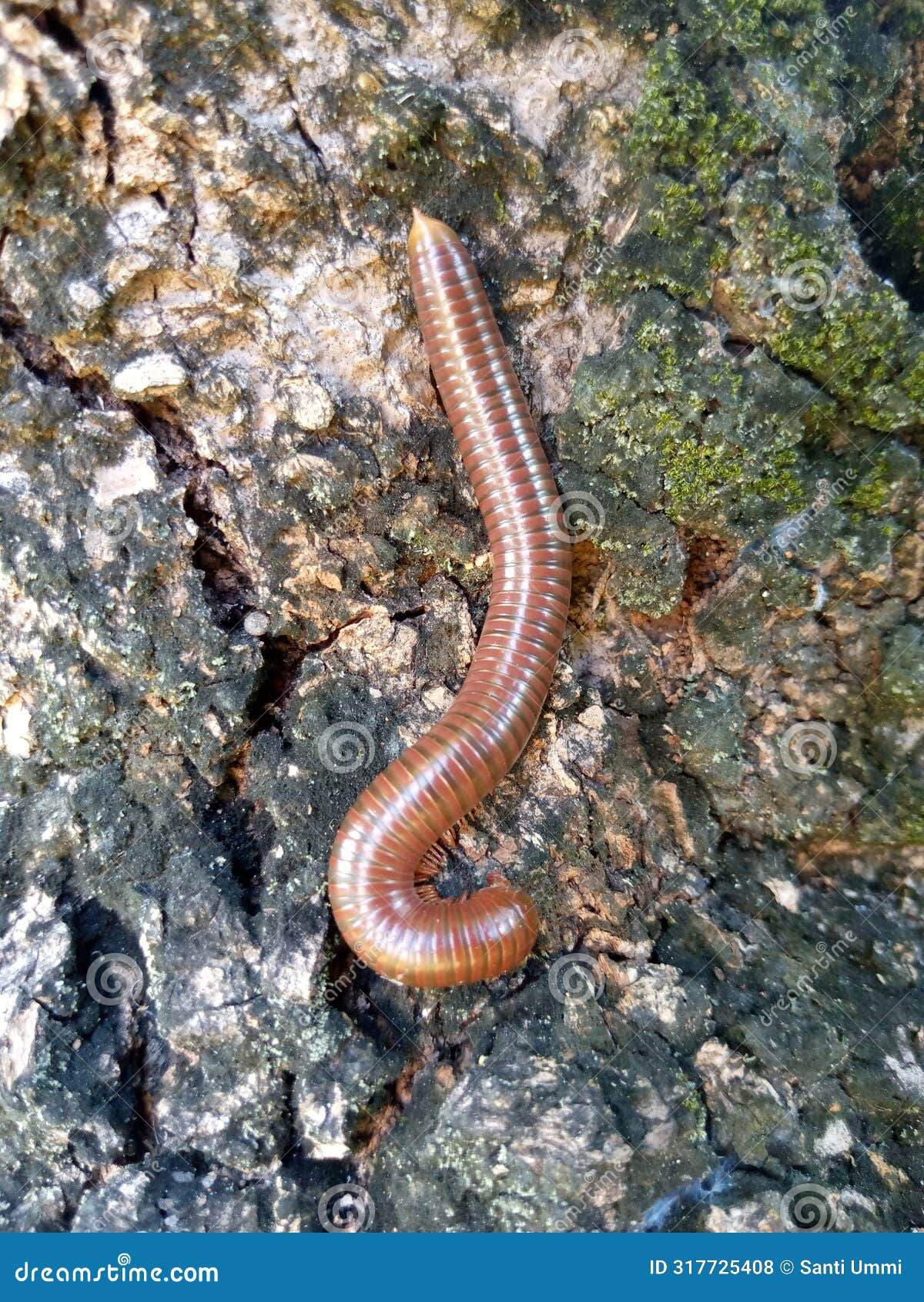 Millipedes Were Crawling on the Wooden Tree Stock Photo - Image of tree, crawling: 317725408