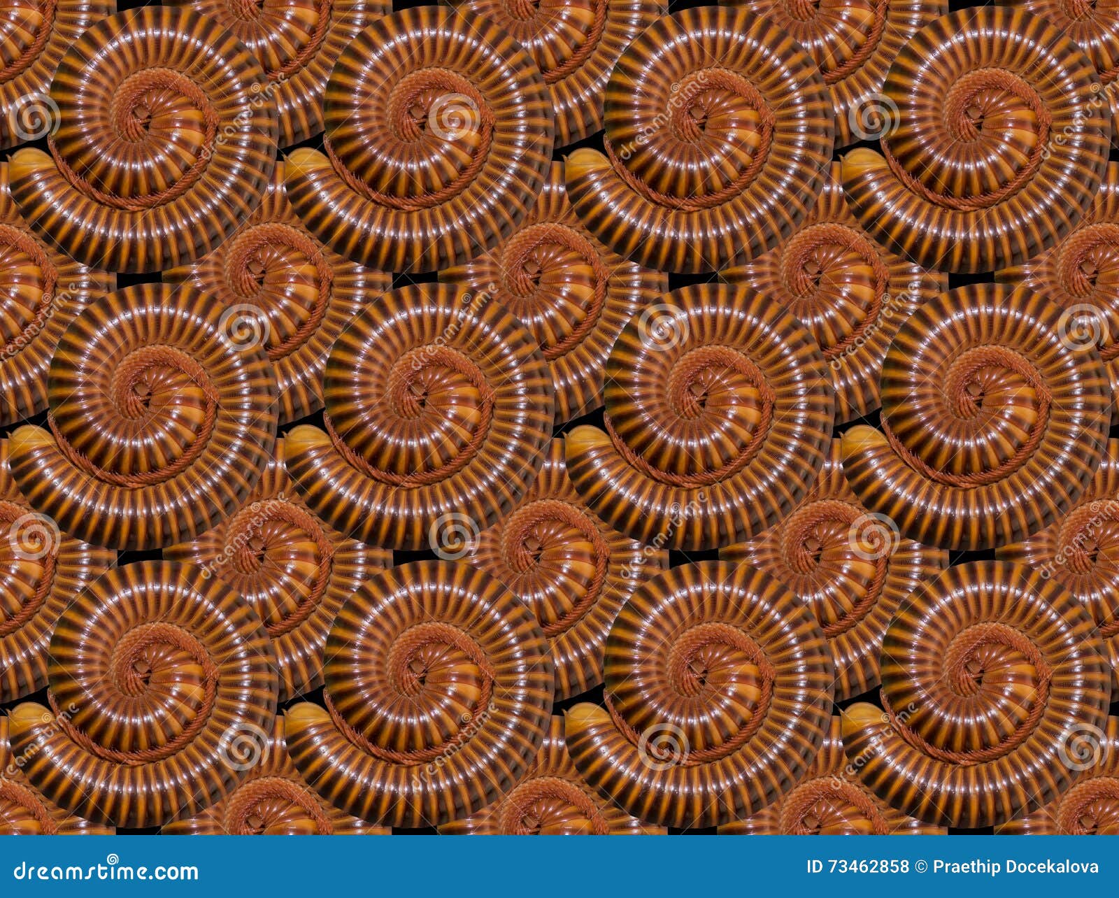 Millipedes Worms Coiled Closeup Stock Photo - Image of closeup, colors ...