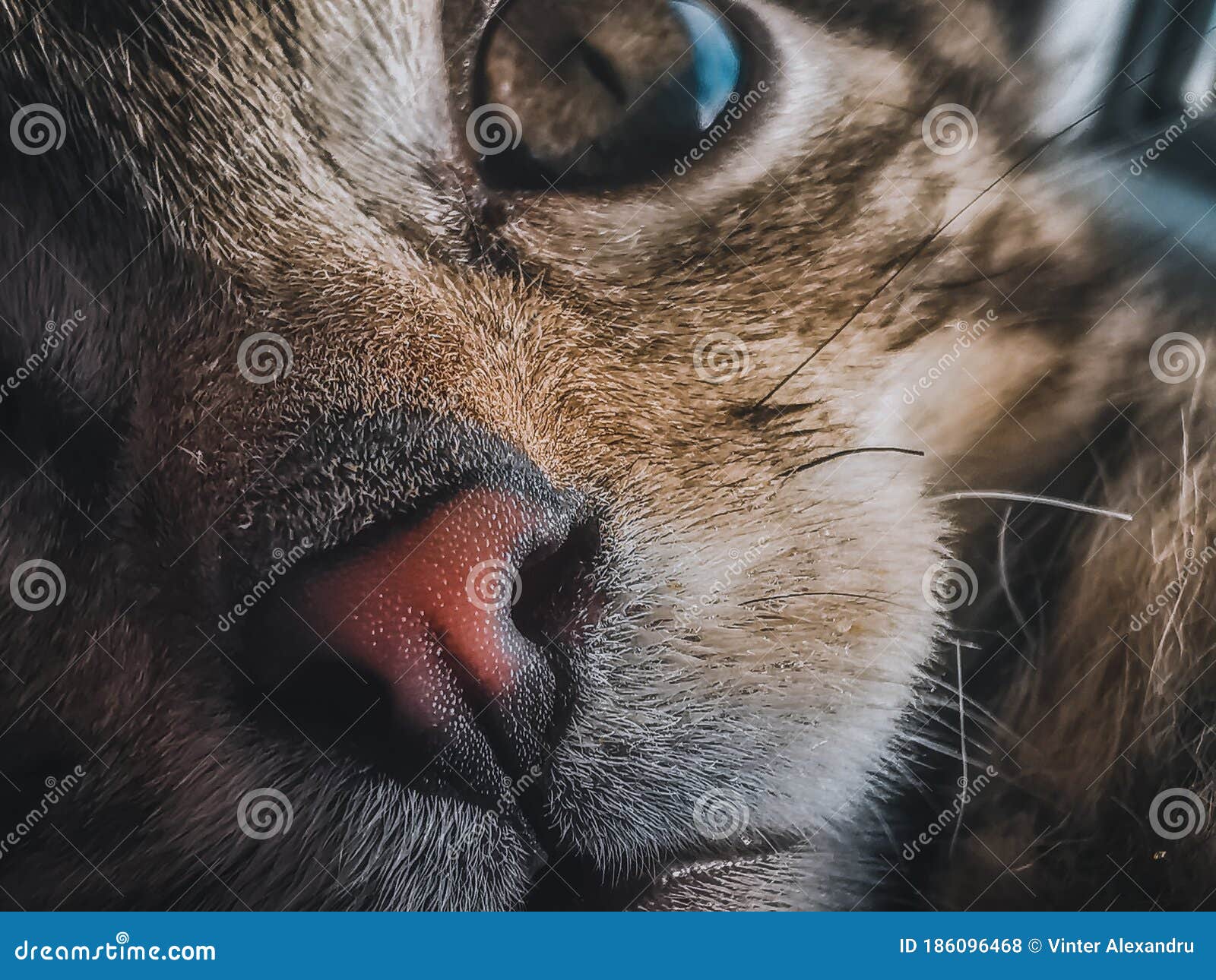 Milly the cat foto de archivo. Imagen de barbas, levemente - 186096468