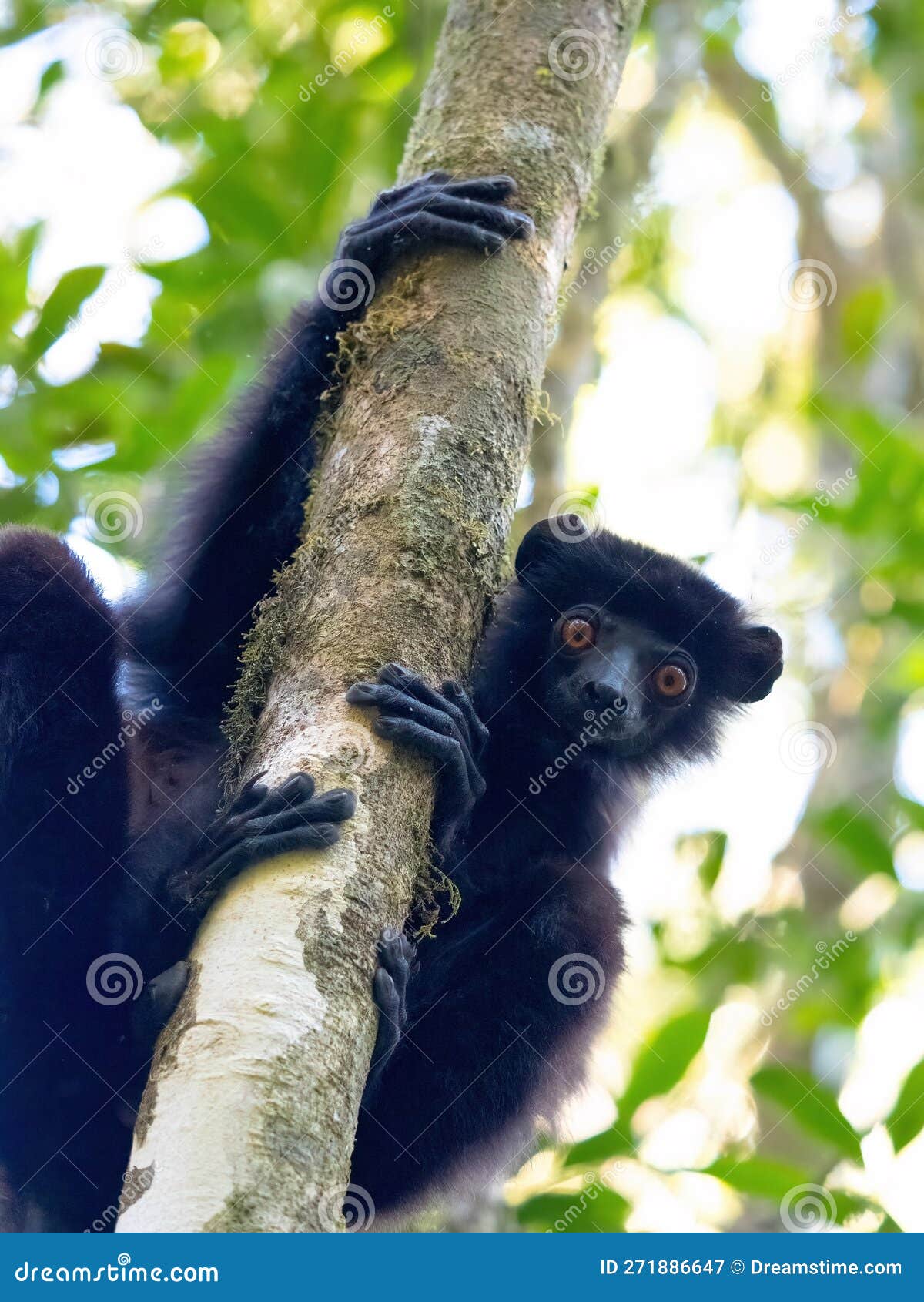 The Milne-Edwards Sifaka, Propithecus Edwardsi, Observing the ...