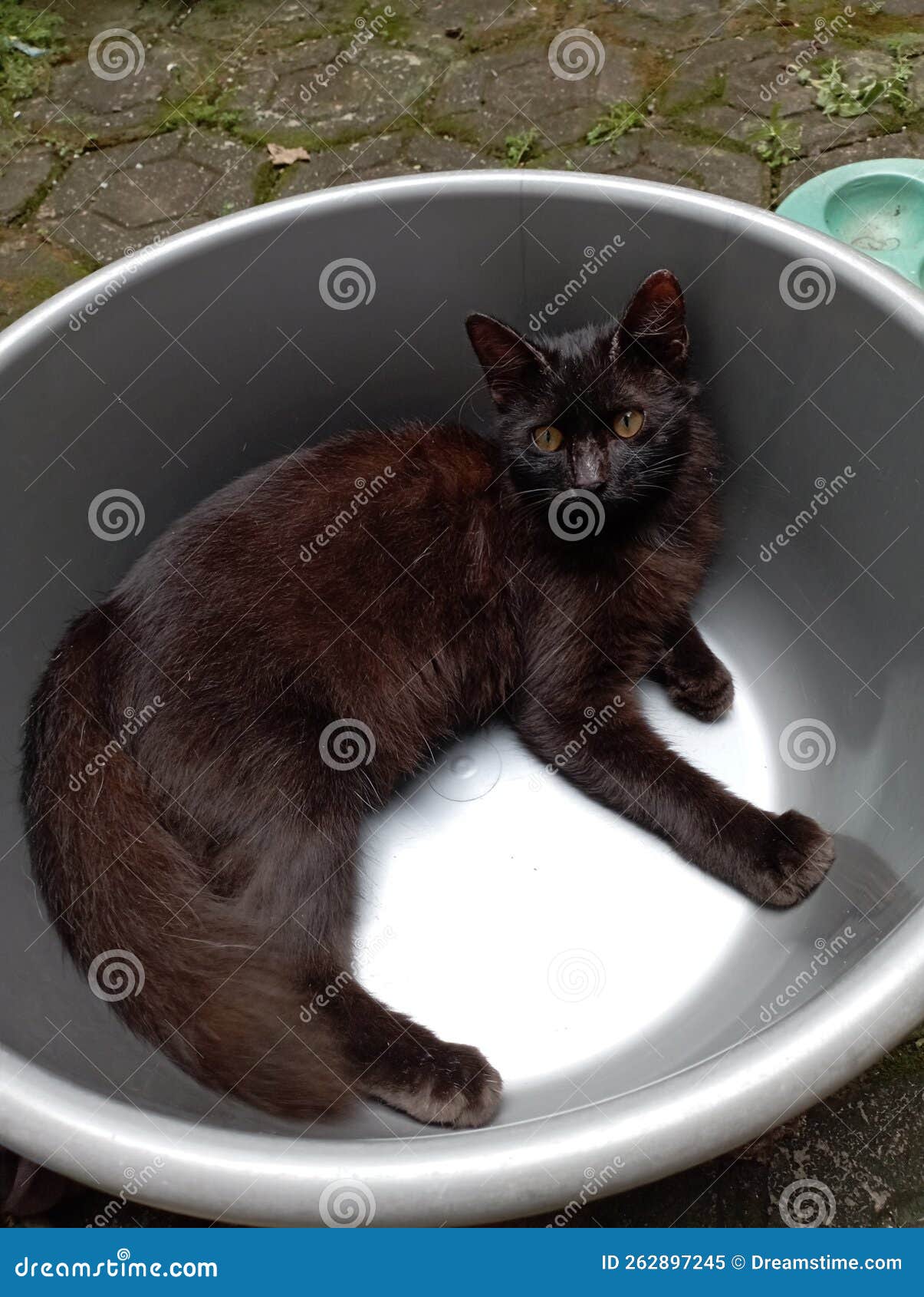 Milo the black cat stock image. Image of black, cute - 262897245